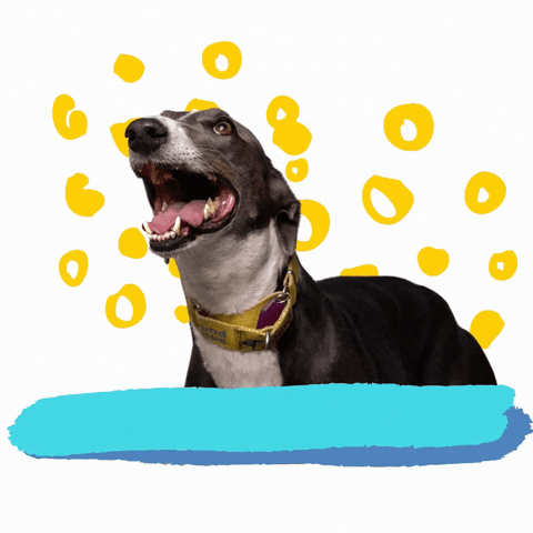 Love It Dog GIF by Greyhound Rescue - Find & Share on GIPHY