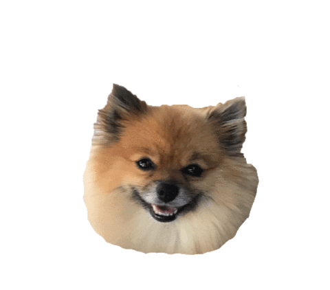 Tuna the Pom GIFs on GIPHY - Be Animated