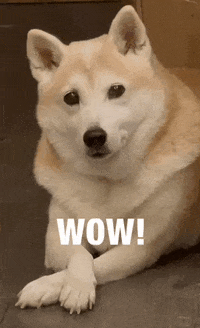 Shiba Inu Wow Gif