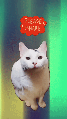 Please Cat Gif