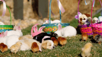 Easter GIFs - Find & Share on GIPHY