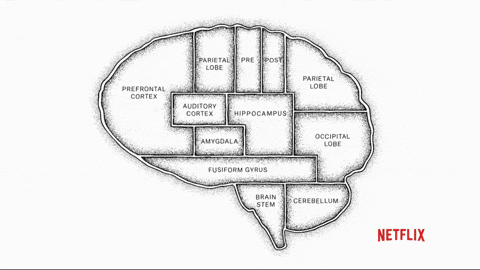 Brain-stem GIFs - Get the best GIF on GIPHY