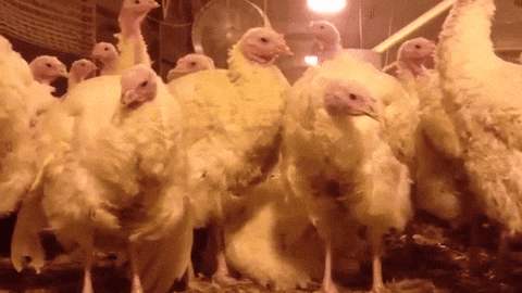 Factory Farm GIFs - Get the best GIF on GIPHY