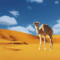 Cute Camel Gif