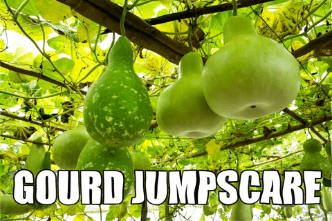 Gourds GIFs - Get the best GIF on GIPHY