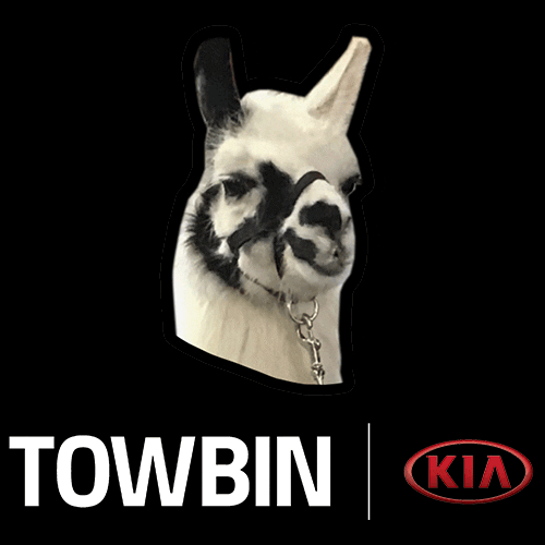 Towbin GIFs - Get the best GIF on GIPHY