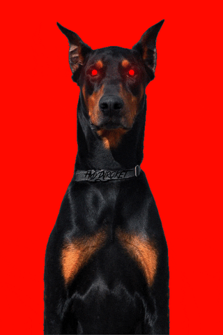 German Dog GIFs - Get the best GIF on GIPHY