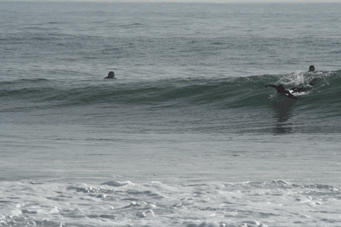 Santiboards GIFs on GIPHY - Be Animated