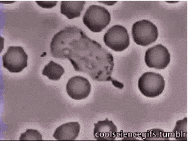 Moving Cell GIFs - Get the best GIF on GIPHY