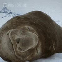 Happy Walrus Gif