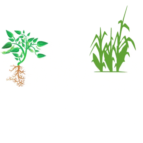 Farm Corn GIF by Legend Seeds - Find & Share on GIPHY