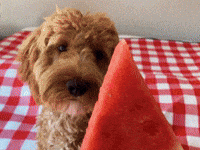 Hungry-puppy GIFs - Get the best GIF on GIPHY
