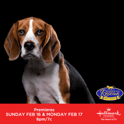 Beagle Puppy GIFs - Get the best GIF on GIPHY