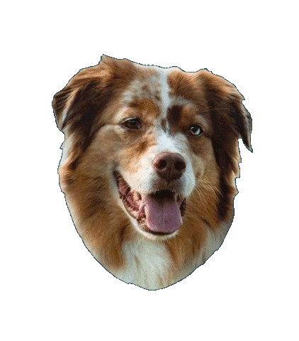 Best Dog Gifs by Diggs Pet | GIPHY