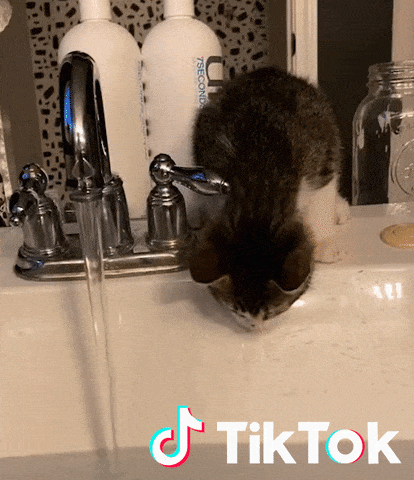 Cat Drink GIF by TikTok France - Find & Share on GIPHY