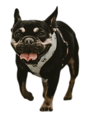 Best Dog Gifs by Diggs Pet | GIPHY