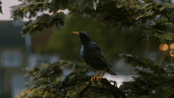 Starlink for work from home