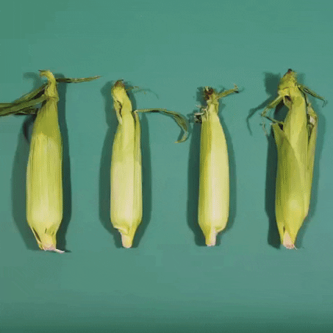 Corn Stopmotion Animation GIF by Evan Hilton - Find & Share on GIPHY