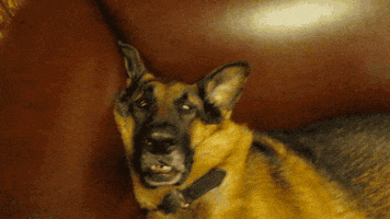 German Horror GIFs - Find & Share on GIPHY