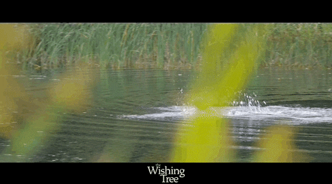 Lake Swimming GIFs - Get the best GIF on GIPHY
