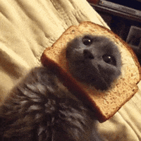 Bread Cat Gif