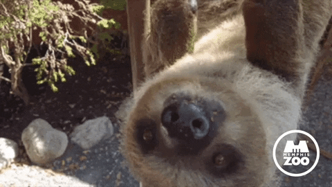 I Want A Sloth GIFs - Get the best GIF on GIPHY