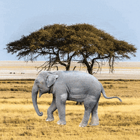 Elephant Poop GIF by SpeechBlubs - Find & Share on GIPHY