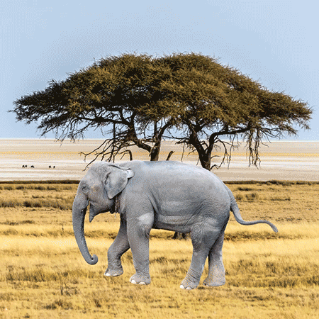 Elephant Poop GIF by SpeechBlubs - Find & Share on GIPHY