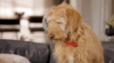 Dog Nbc GIF by The Voice - Find & Share on GIPHY
