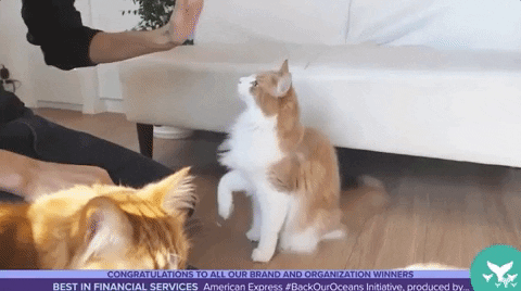 Shortys GIF by Shorty Awards - Find & Share on GIPHY
