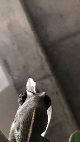 Chamo GIFs - Get the best GIF on GIPHY