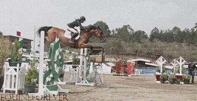 Show Jumping GIFs - Find & Share on GIPHY