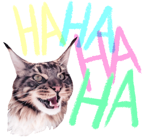 Cat Laugh Sticker for iOS & Android | GIPHY