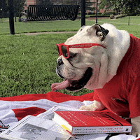 Dog Reading Gif