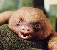 Sloth Gifs