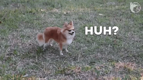 Huh Dog GIFs - Get the best GIF on GIPHY