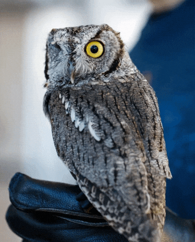 Seeing-with-one-eye GIFs - Get the best GIF on GIPHY