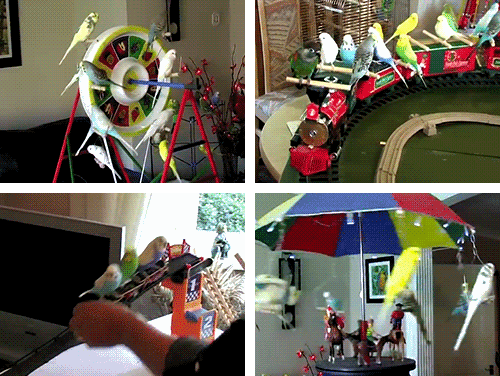 Carnival Budgie GIF by Cheezburger - Find & Share on GIPHY