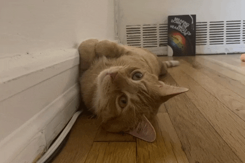 Impatient Cat Gif