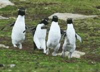 Penguin Walk Gif