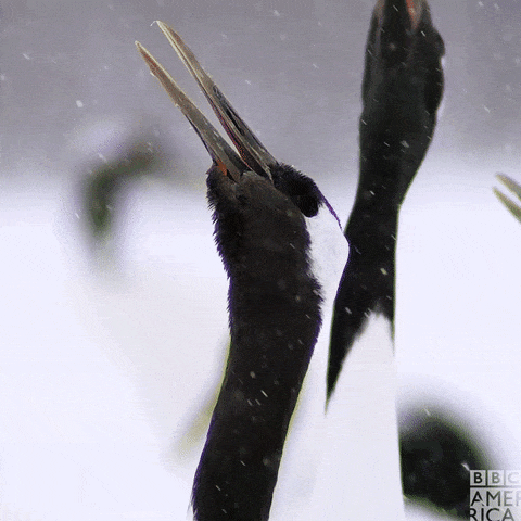 Crane Bird GIFs - Get the best GIF on GIPHY