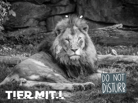 Angry Do Not Disturb GIF by lexolino.de - Find & Share on GIPHY