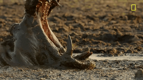 Hostile Planet: Grasslands by National Geographic TV | GIPHY
