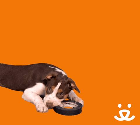 Fostering-pet GIFs - Get the best GIF on GIPHY