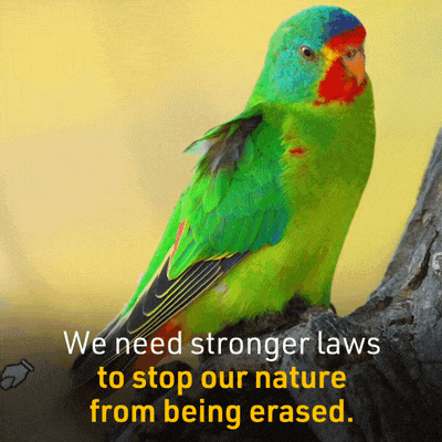 Australian Conservation Foundation GIF - Find & Share on GIPHY