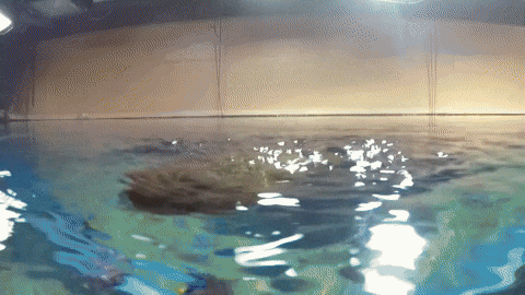 Georgia Aquarium GIF - Find & Share on GIPHY