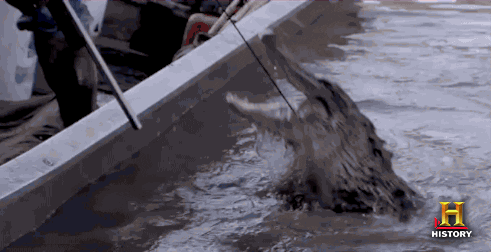 GIF by Swamp People - Find & Share on GIPHY
