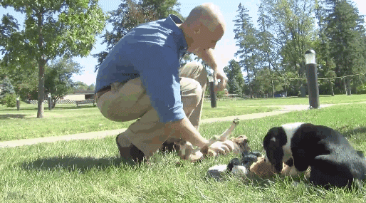 Dog Pregnancy GIFs - Get the best GIF on GIPHY