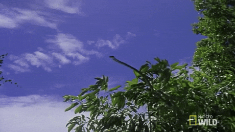 Flying Snake Wild Borneo GIF by Nat Geo Wild - Find & Share on GIPHY