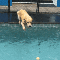 Jumping Corgi Gif